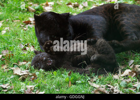 BLACK PANTHER Panthera Pardus, Mutter mit Jungtier Verlegung ON GRASS ...
