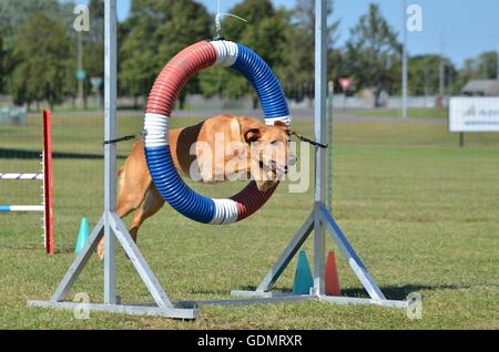 Hund durch Reifen springen Stockfoto, Bild: 50326113 - Alamy