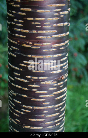 Attraktive Rinde von einem ornamentalen Kirschbaum Prunus serrula ...