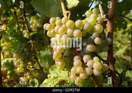 Rebe, Weinrebe (Vitis Vinifera), Rebe Trauben-Samen Stockfotografie - Alamy