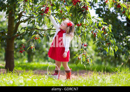 Kinder pflücken Kirschen auf Obsthof. Kinder pflücken Kirschen im ...
