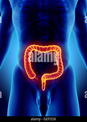 Großer und kleiner Darm ein Teil des menschlichen Verdauungssystems ...