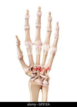 Anatomie der menschlichen Hand, dorsalansicht Stockfoto, Bild ...