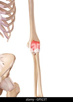 Illustration der Ellenbogen Bänder Stockfoto, Bild: 135008272 - Alamy