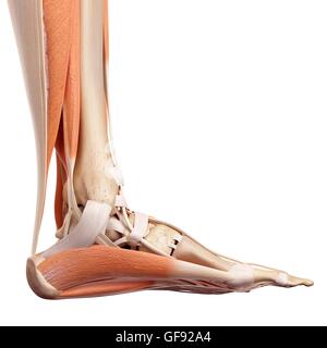 Menschlichen Fuß Muskeln Anatomie Stockfotografie - Alamy