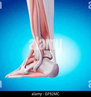 Menschlichen Fuß Muskeln Anatomie Stockfotografie - Alamy
