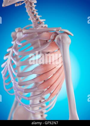 Menschlichen Brustmuskulatur, Abbildung Stockfotografie - Alamy