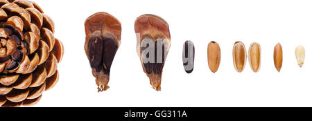 Stein-Zapfen mit Samen und geschälten Nüssen über weiß. Geometrische ...