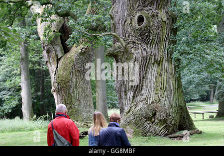 Eichen von Ivenack, ältesten Eichen in Ivenack bei Stavenhagen ...