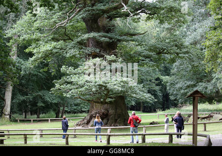 Eichen von Ivenack, ältesten Eichen in Ivenack bei Stavenhagen ...