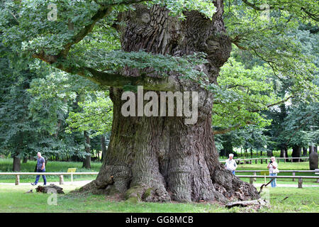 Eichen von Ivenack, ältesten Eichen in Ivenack bei Stavenhagen ...