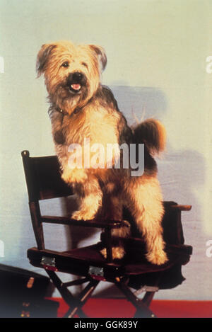 BOOMER, DER STREUNER / hier ist Boomer USA 1980 / Michael Caffey, Larry ...