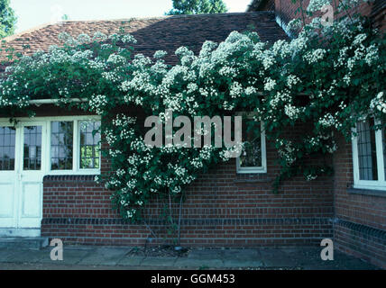 Rosa Filipes Kiftsgate rose Stockfotografie - Alamy