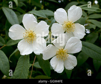 Rosa Filipes Kiftsgate rose Stockfotografie - Alamy