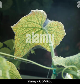 Tetranychus urticae (Rote Spinnenmilbe oder Zweifleckige Spinnenmilbe ...