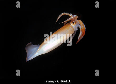 Japanische fliegende Kalmare, japanische gemeinsame Tintenfisch oder ...