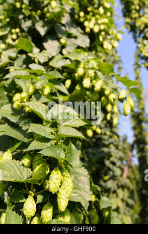 Landwirtschaft, Hopfen, Hopfenanbau in Hallertau, Linhart Hopfendarre ...