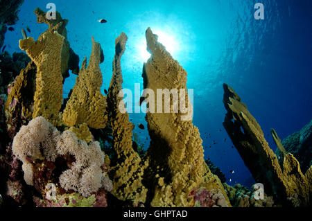 Feuer Korallen, Millepora Platyphylla, Milleporidae, Sharm el Sheikh ...