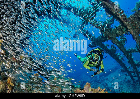 Schiffbruch erleiden Sie SS Carnatic, Taucher am Wrack, Hurghada, Shaab ...