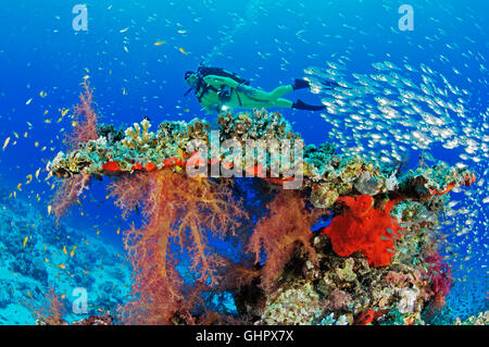 Bunte Korallenriff, Hurghada, Rotes Meer, Ägypten Stockfoto, Bild ...