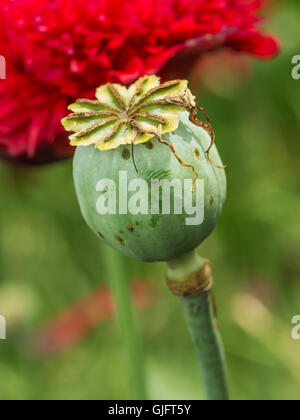 Rot Opium Mohn Blume in voller Blüte Stockfotografie - Alamy