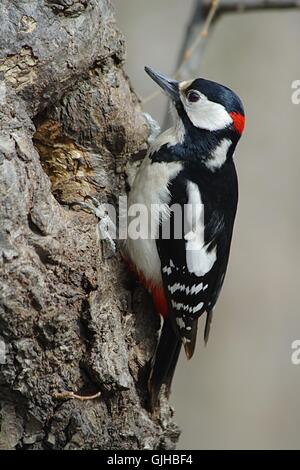Baum Schnabel Kontrast nisten Specht Schnäbel Feder schwarz-weiß ...
