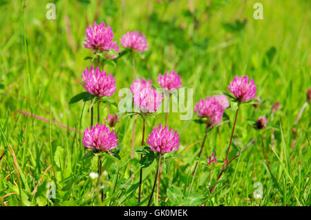Wiesen-Klee, Wiesenklee, Rot-Klee, Rotklee, Klee, Trifolium pratense ...