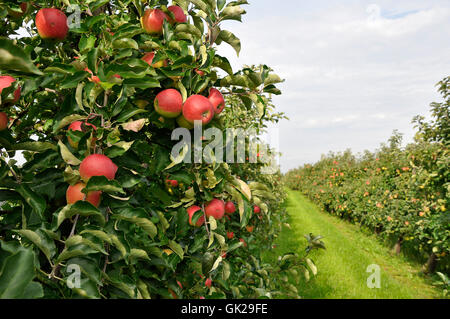 Altes Land, Obstplantage in Jork-Borstel Stockfoto, Bild: 123024578 - Alamy