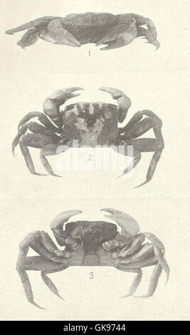 Dieser Eintrag konzentriert sich auf die Art *Sesarma hanseni*, eine ...