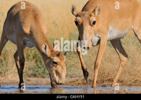 Nahaufnahme von Baby-Saiga-Antilope oder Saiga tatarica-Spaziergängen ...