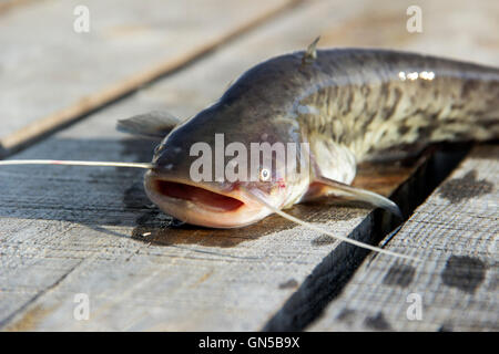 Europäischer Wels, wels, Schafswelse, wels Wels (Silurus ganis ...