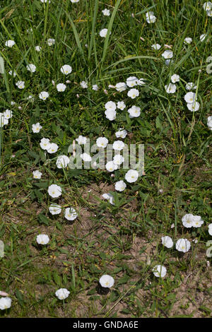 Acker- winde, ackerwinde, Winde, Convolvulus arvensis, Acker-winde ...