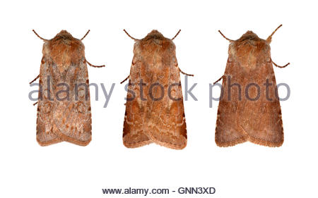 Rote Kastanie Motte (Cerastis Rubricosa). Britische Insekt in der ...