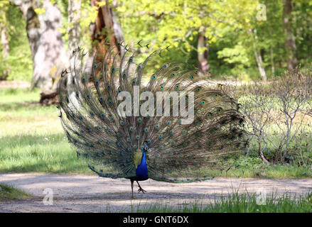 Pfau schlägt eine Rad Stockfotografie - Alamy