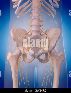 Die Nerven des Beckens Stockfoto, Bild: 13203021 - Alamy