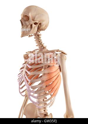 Menschliche Rippe Muskeln, Abbildung Stockfotografie - Alamy