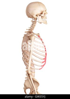 Menschliche Rippen Knorpel, Abbildung Stockfotografie - Alamy
