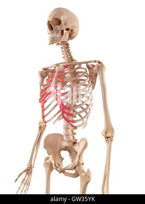 Menschliche Rippen Knorpel, Abbildung Stockfotografie - Alamy