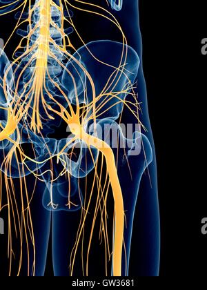 Anatomie des Nervus ischiadicus Stockfoto, Bild: 7712708 - Alamy