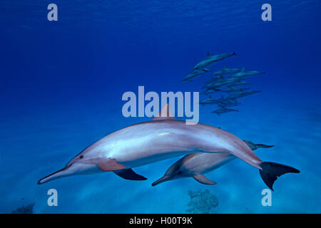 Blau-Weisser Delfin, Blauweisser Delfin, Blau-Weisser Delphin ...