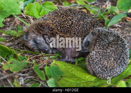 Europaeischer Igel, Westeuropaeischer Igel, Westigel, West-Igel ...