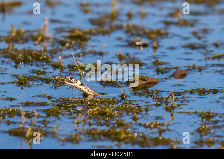 Ringelnatter (Natrix natrix), Schwimmen über Dense waterweeds ...
