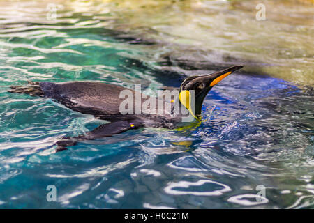 Pinguin schwimmen Unterwasser Antarktis Cape Crozier Kaiserpinguin ...