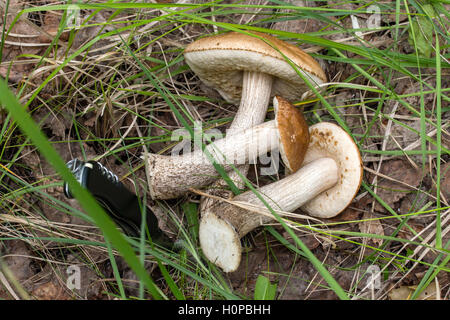 Weiße Lactarius oder Lactarius Resimus Pilz Gattung Lactarius Familie ...