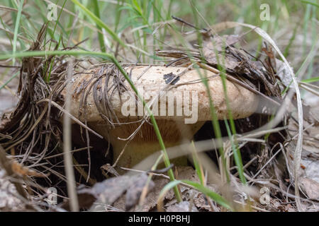 Weiße Lactarius oder Lactarius Resimus Pilz Gattung Lactarius Familie ...