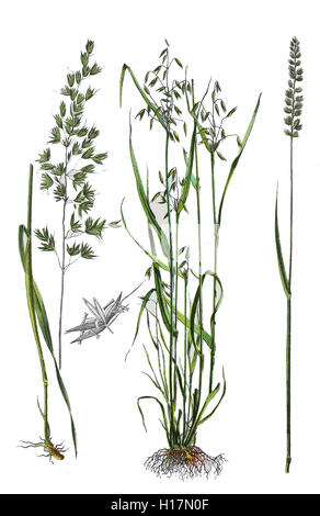 Wiesen-Kammgras, Kammgras, Cynosurus, cristatus Stockfoto, Bild ...