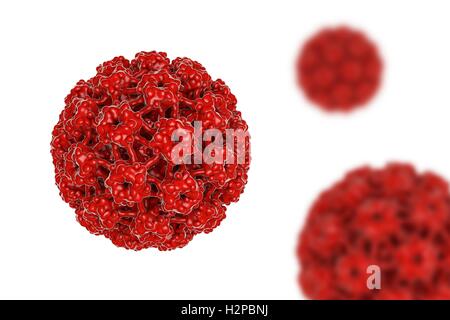 Human Papilloma Virus (HPV), Computer-Grafik Stockfotografie - Alamy