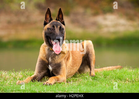 Hund Belgischer Schäferhund Malinois / Welpen zu Fuss auf dem Sand ...