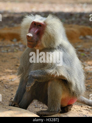 Die Papio hamadryas Hamadryas baboon, ist eine Pflanzenart aus der ...