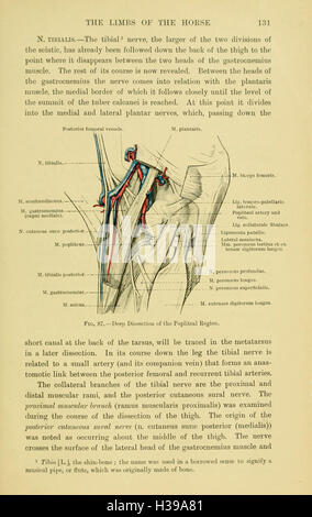 . Die topographische Anatomie der Glieder des Pferdes. Pferde ...